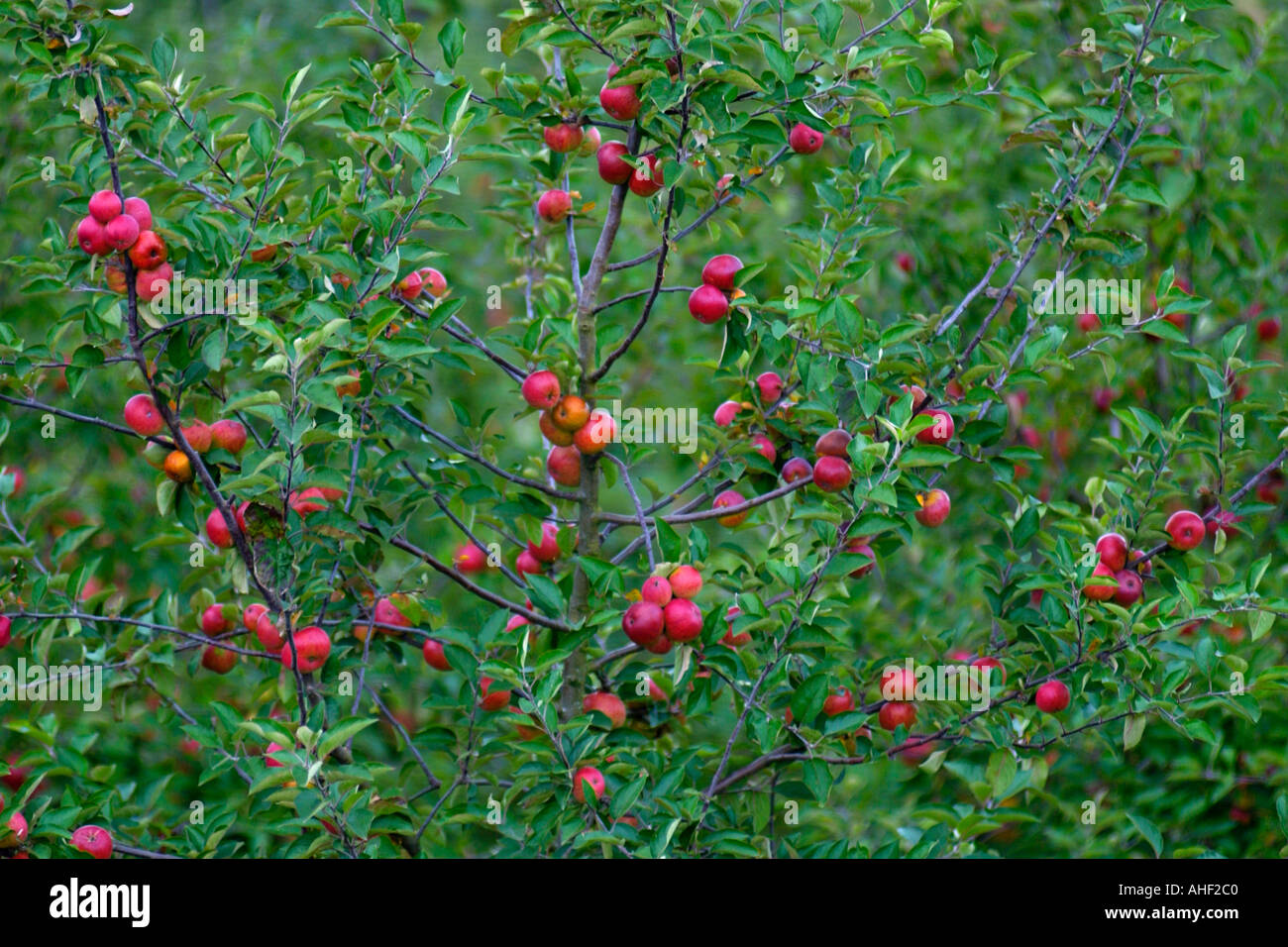 Cider apples growing on tree near Hereford Herefordshire England UK ...