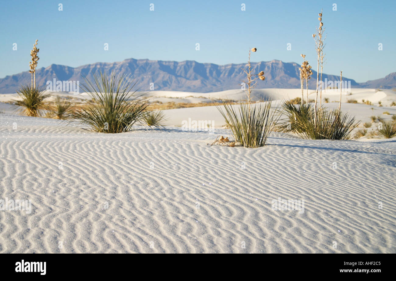 A long view study of the different textures to be seen at White Sands ...