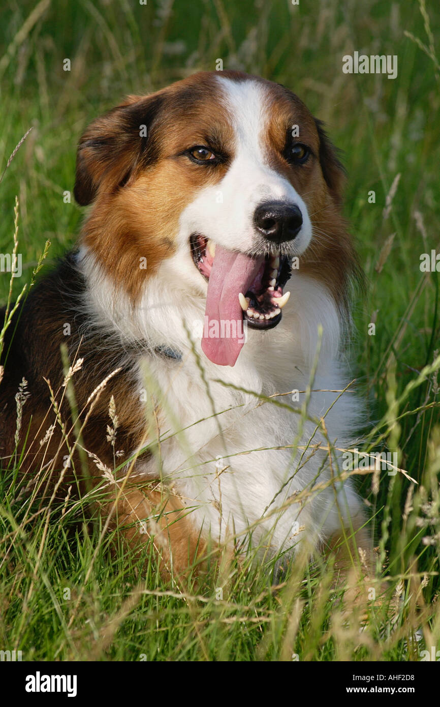 Welsh dog in mid wales hi-res stock photography and images - Alamy