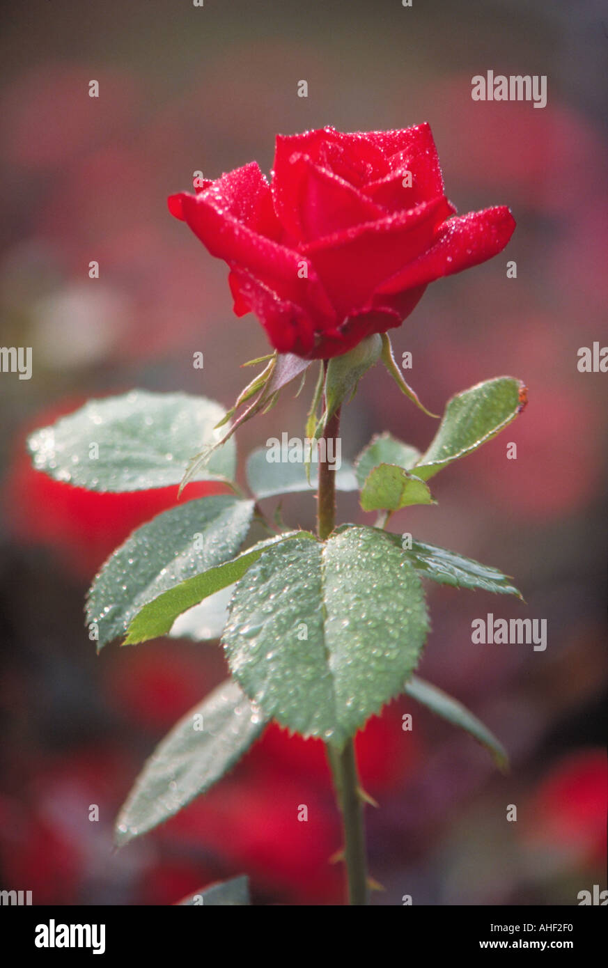 A single Rose after a rain shower in Whitnall Park Milwaukee Wisconsin ...