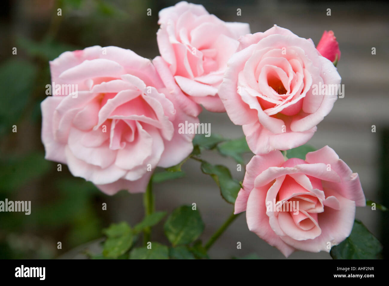 Gilder High Resolution Stock Photography and Images - Alamy