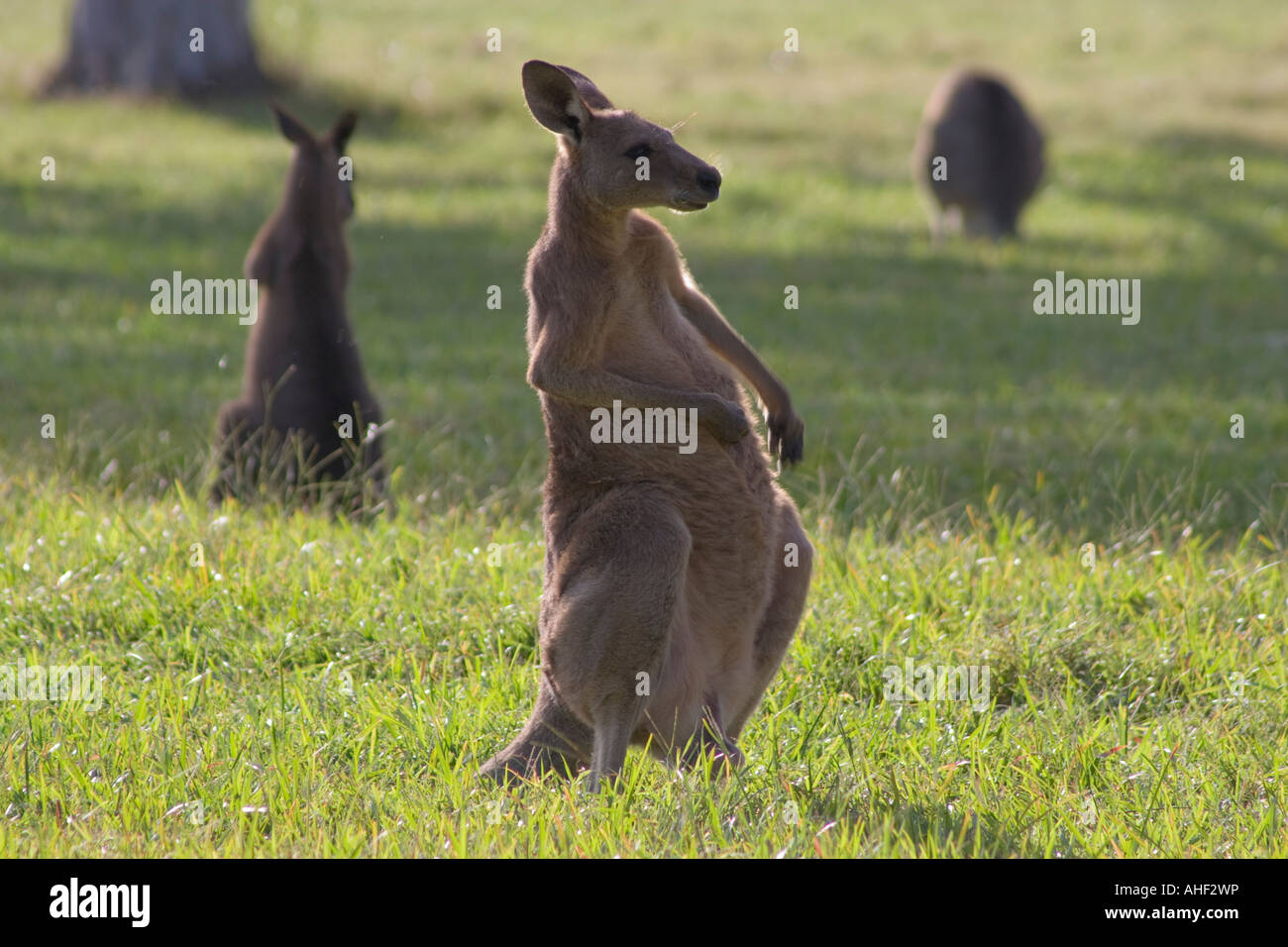 Elanda hi-res stock photography and images - Alamy