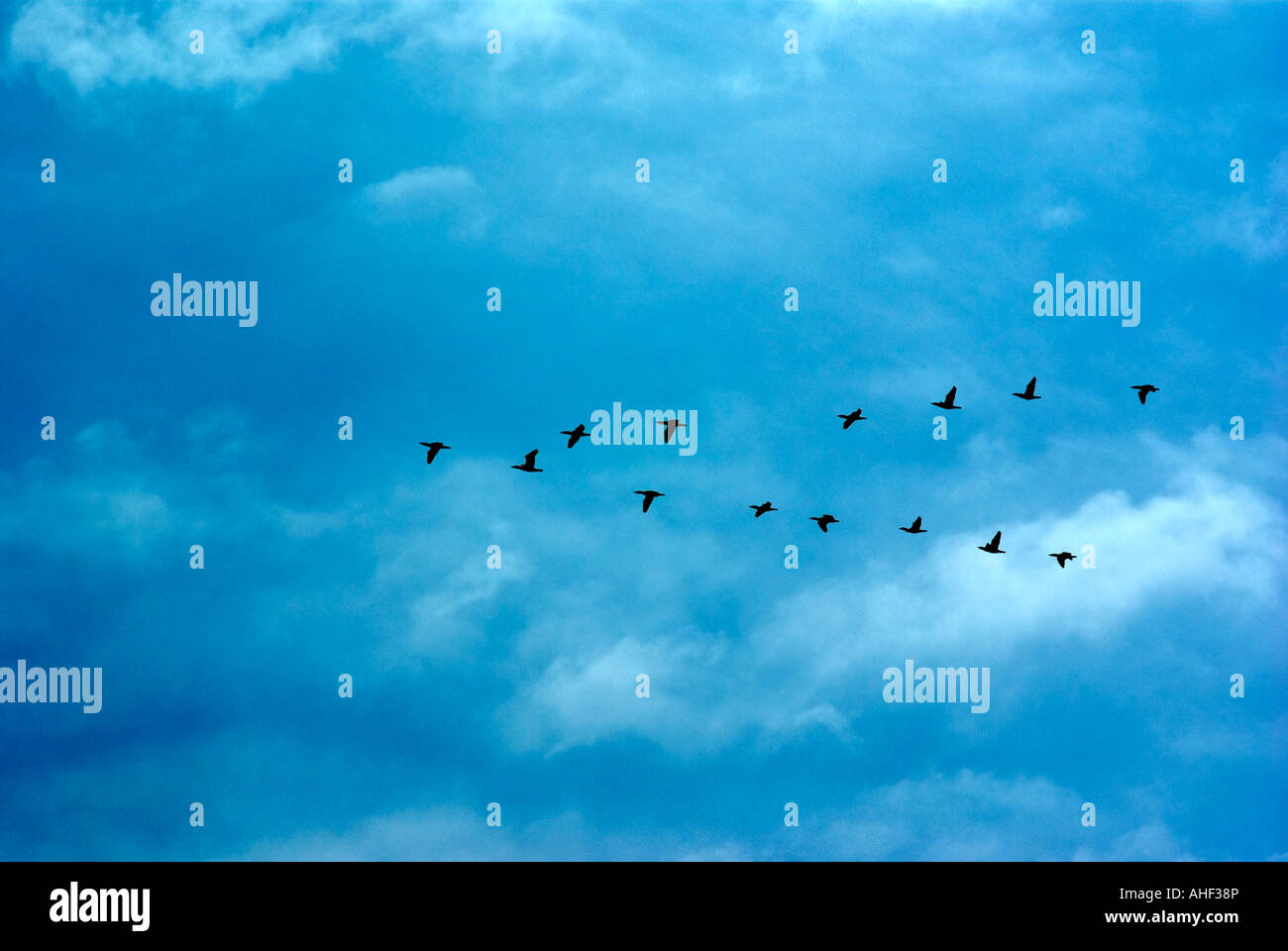 Flying geese in vee formation hi-res stock photography and images - Alamy