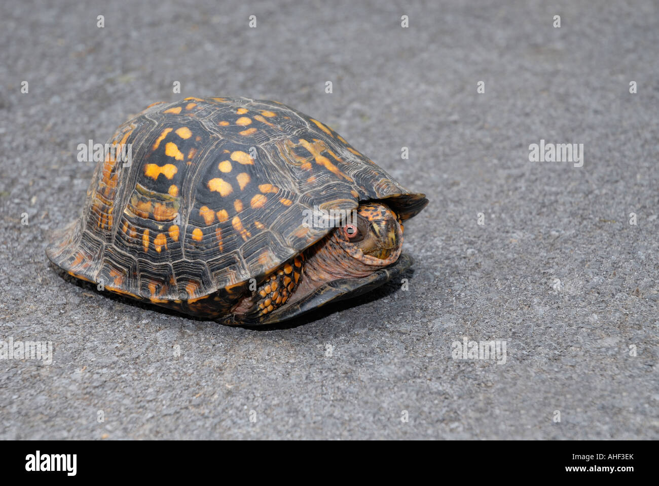 Nervous box turtle is peaking out of his shell (Terrapene carolina ...