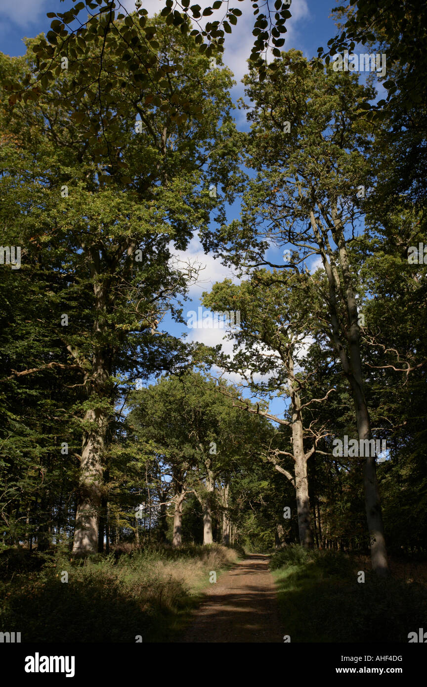 Savernake Forest Wiltshire Stock Photo - Alamy