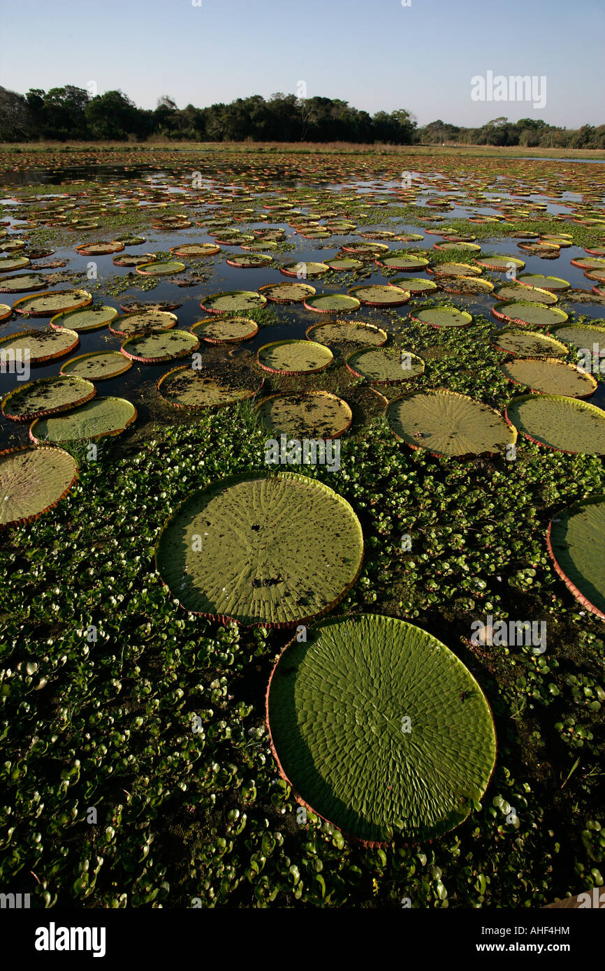 Victoria amazonica hi-res stock photography and images - Alamy