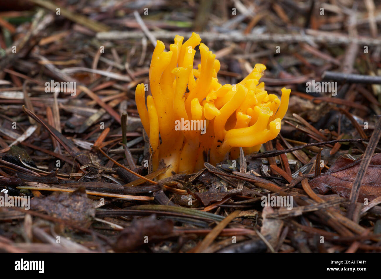 Yellow stagshorn calocera viscosa jelly antler calocera viscosa hi-res ...