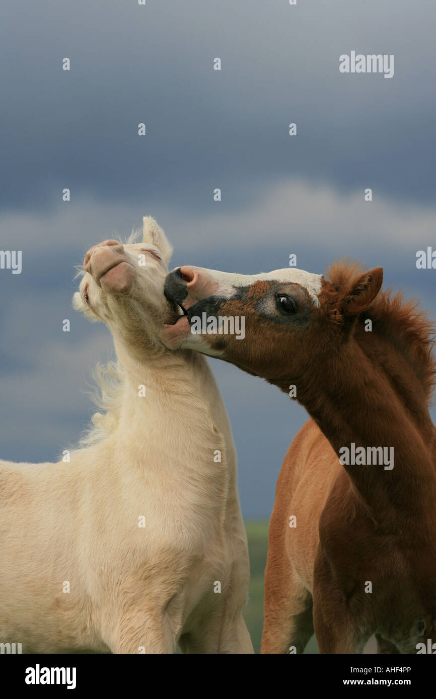 Two horse foals playing Stock Photo - Alamy