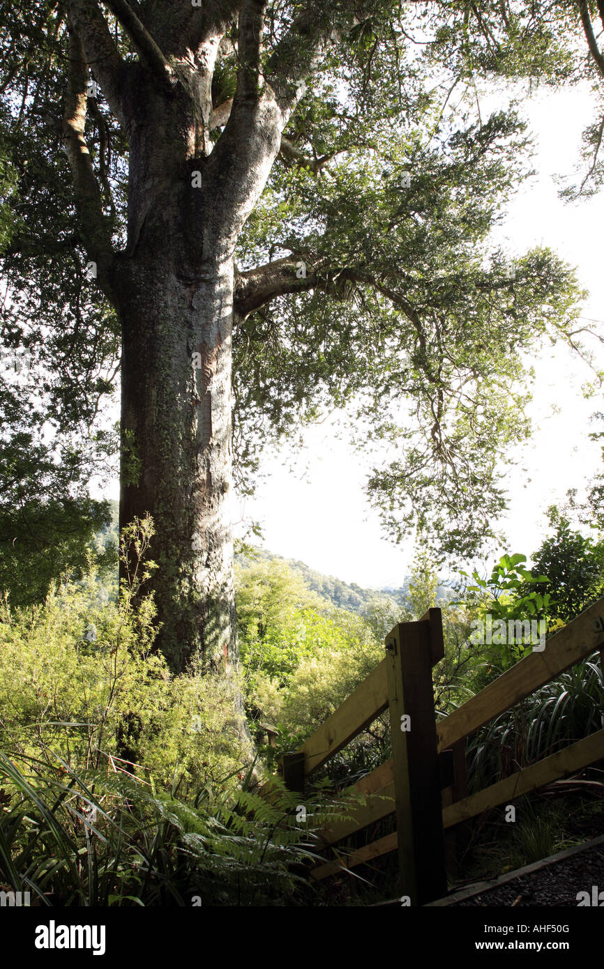 Large kauri tree in New Zealand forest Stock Photo - Alamy