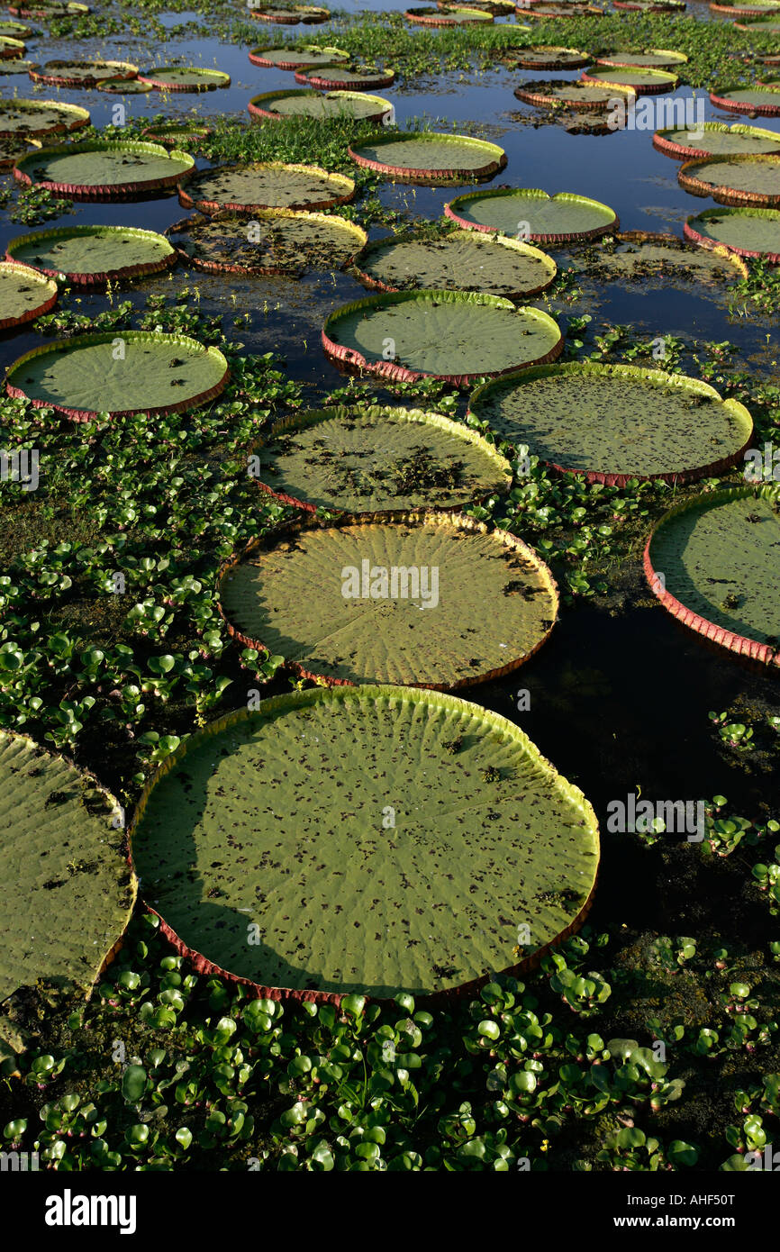 Victoria amazonica hi-res stock photography and images - Alamy