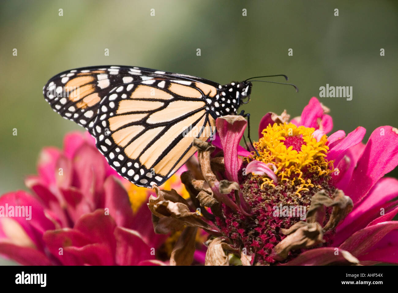 Zenia flowers hi-res stock photography and images - Alamy