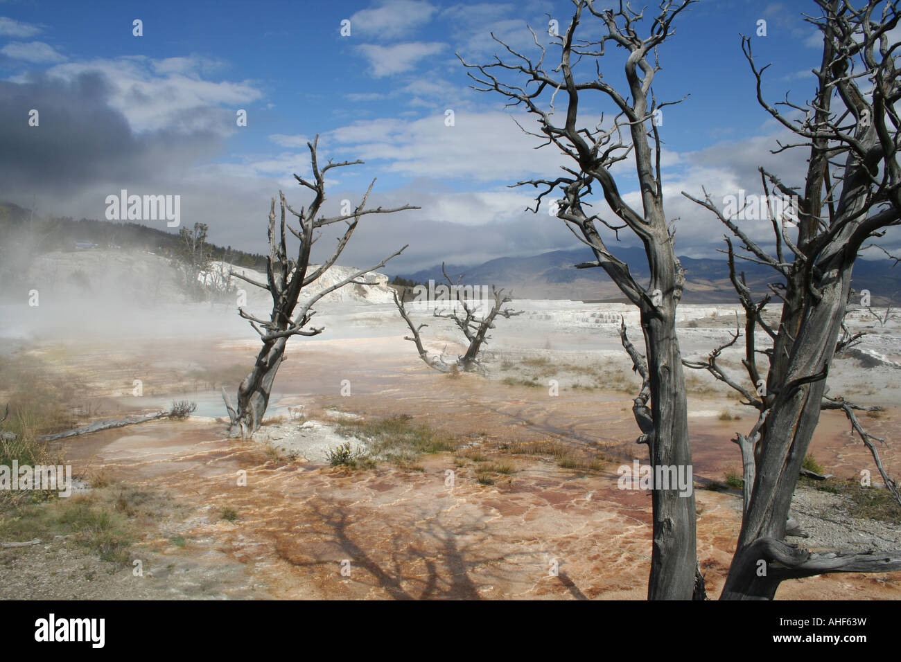 Dead Trees Main Terrace Mammoth Hot Springs Yellowstone National Park ...