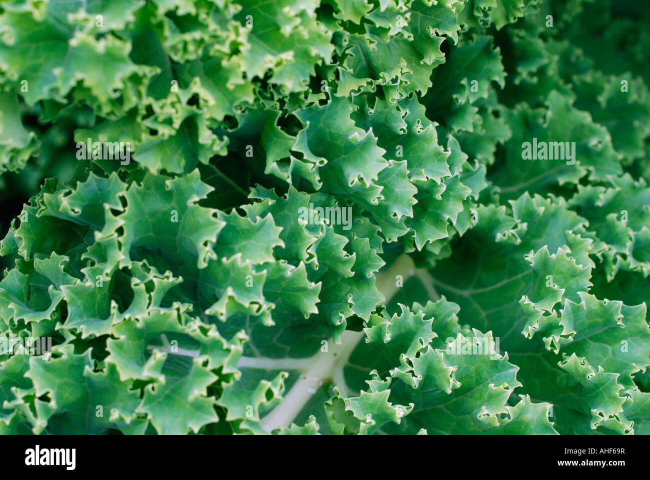 Kale dwarf green hi-res stock photography and images - Alamy
