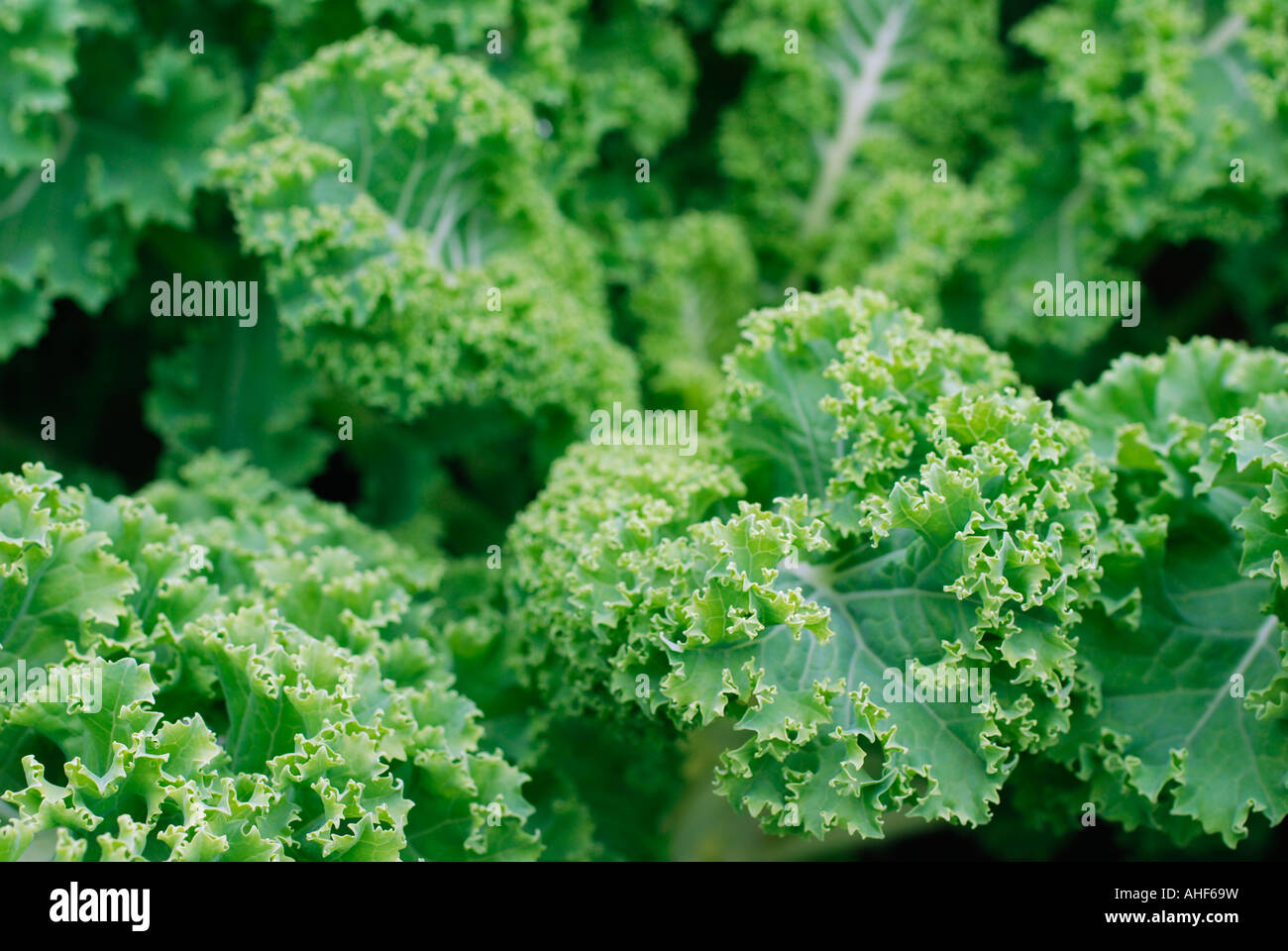 Dwarf kale hi-res stock photography and images - Alamy