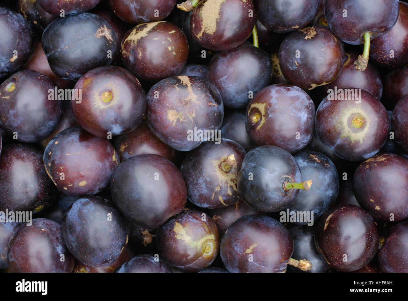 Damson cheese hi-res stock photography and images - Alamy