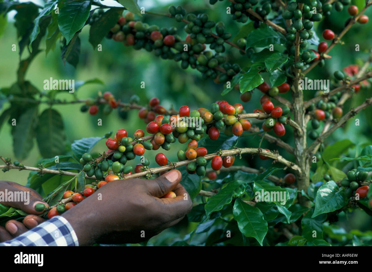 Hand picking coffee cherries Stock Photo - Alamy