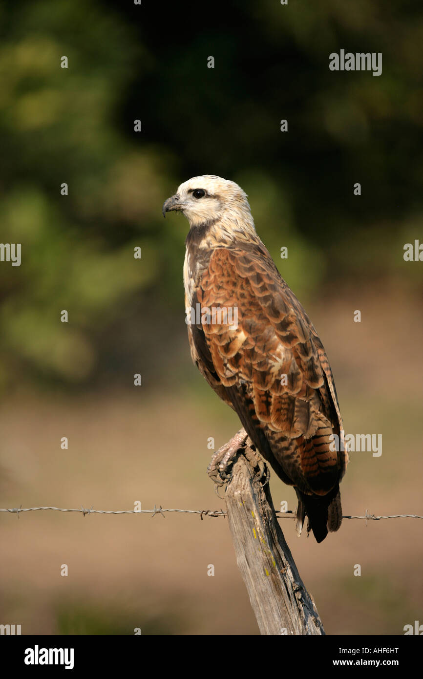 Black-collared hawk Busarellus nigricollis Stock Photo - Alamy
