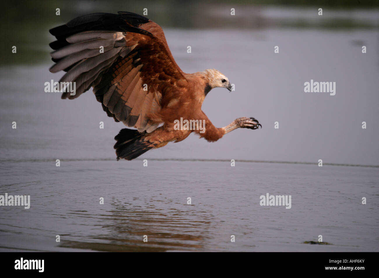 Black-collared hawk Busarellus nigricollis Stock Photo - Alamy