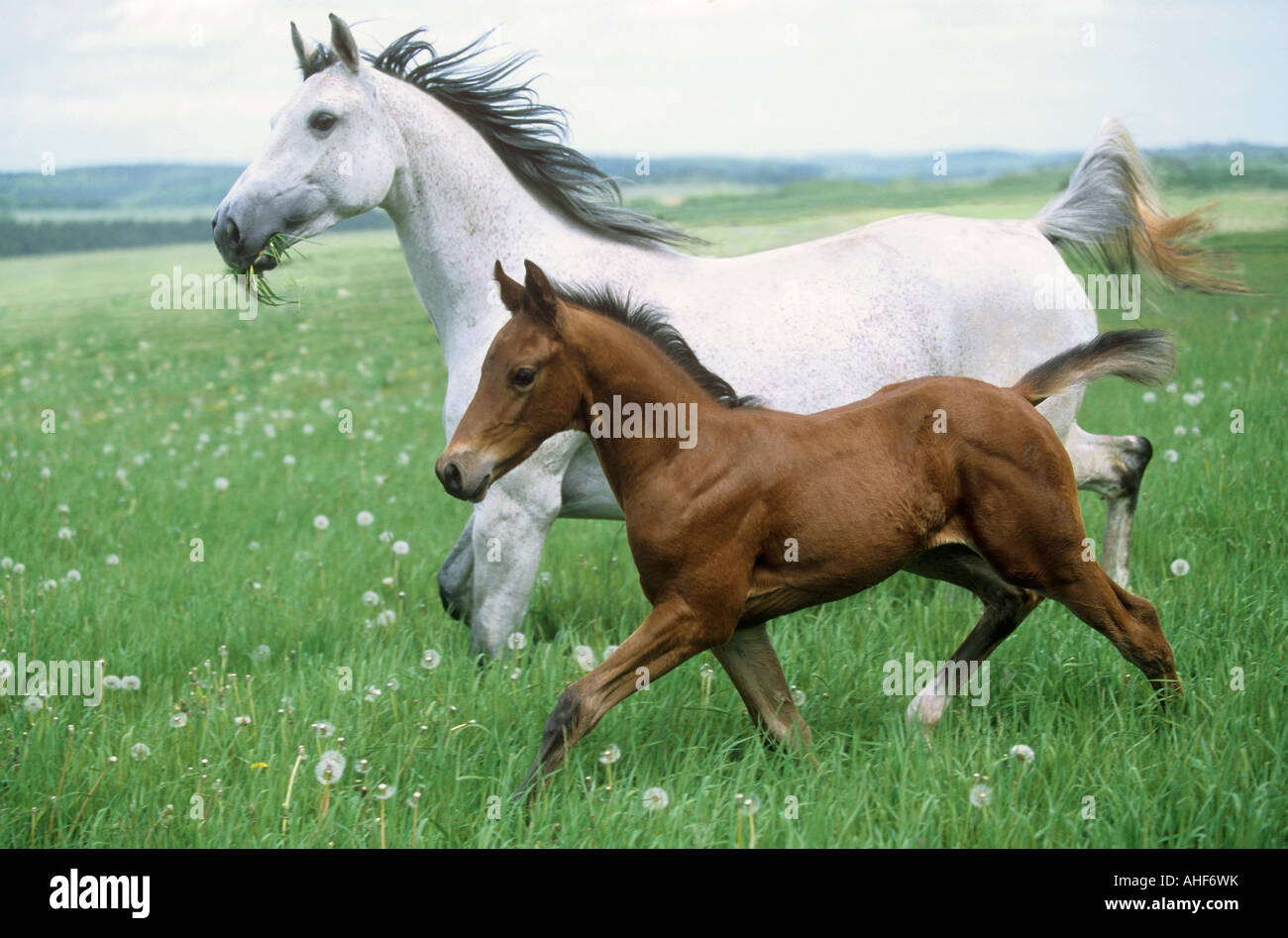 Anglo Arabian horse and foal on meadow Stock Photo - Alamy