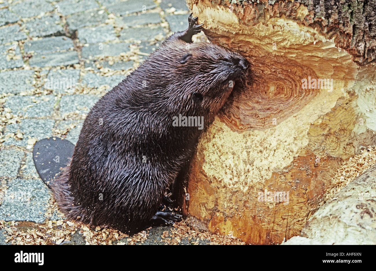 Beaver Felling Tree Stock Photos & Beaver Felling Tree Stock Images - Alamy