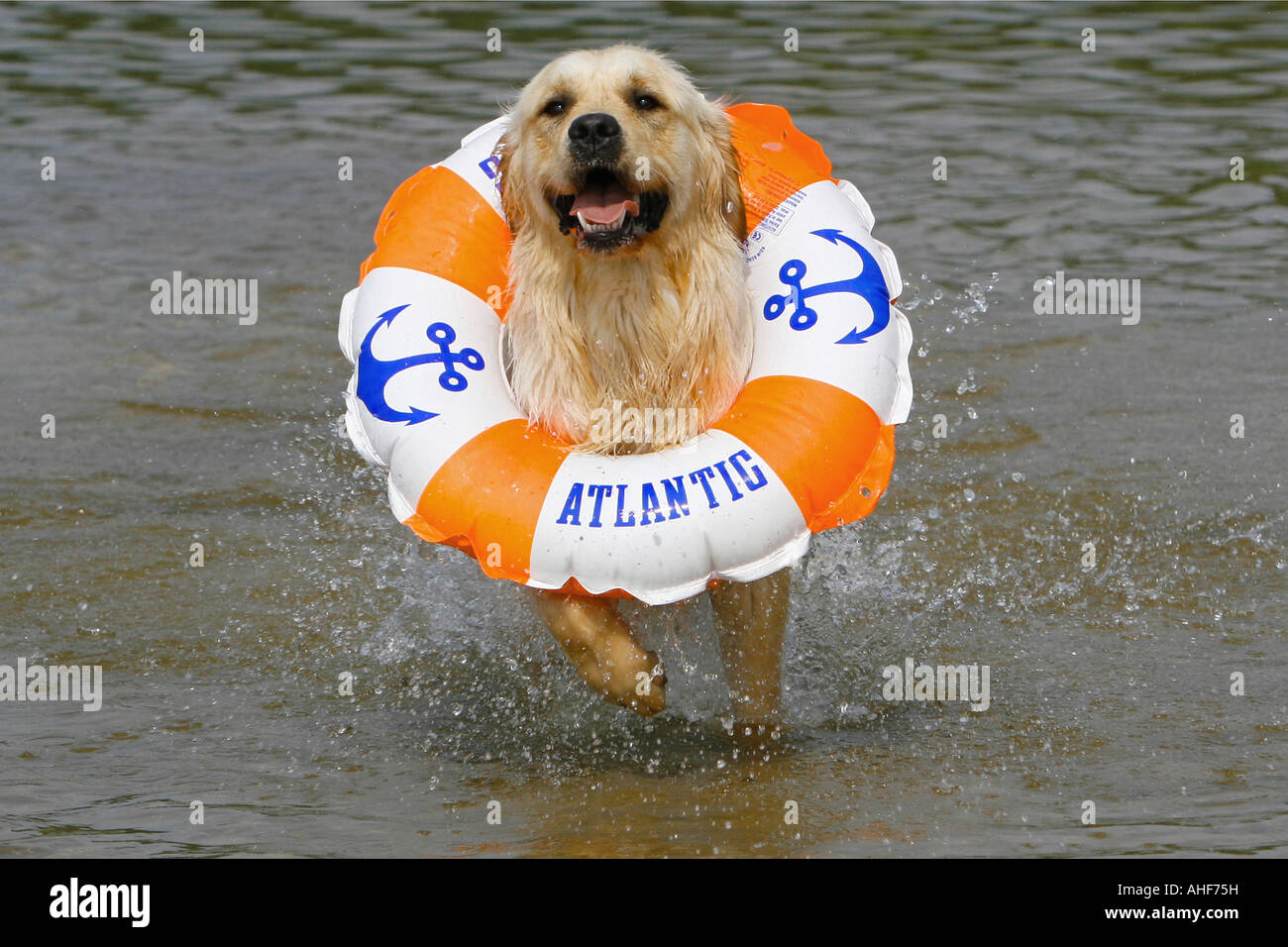 Golden Retriever with floating tire Stock Photo - Alamy