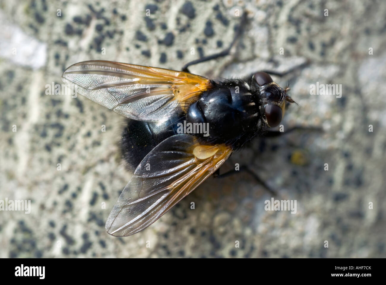 Noon fly Mesembrina Meridiana Stock Photo - Alamy