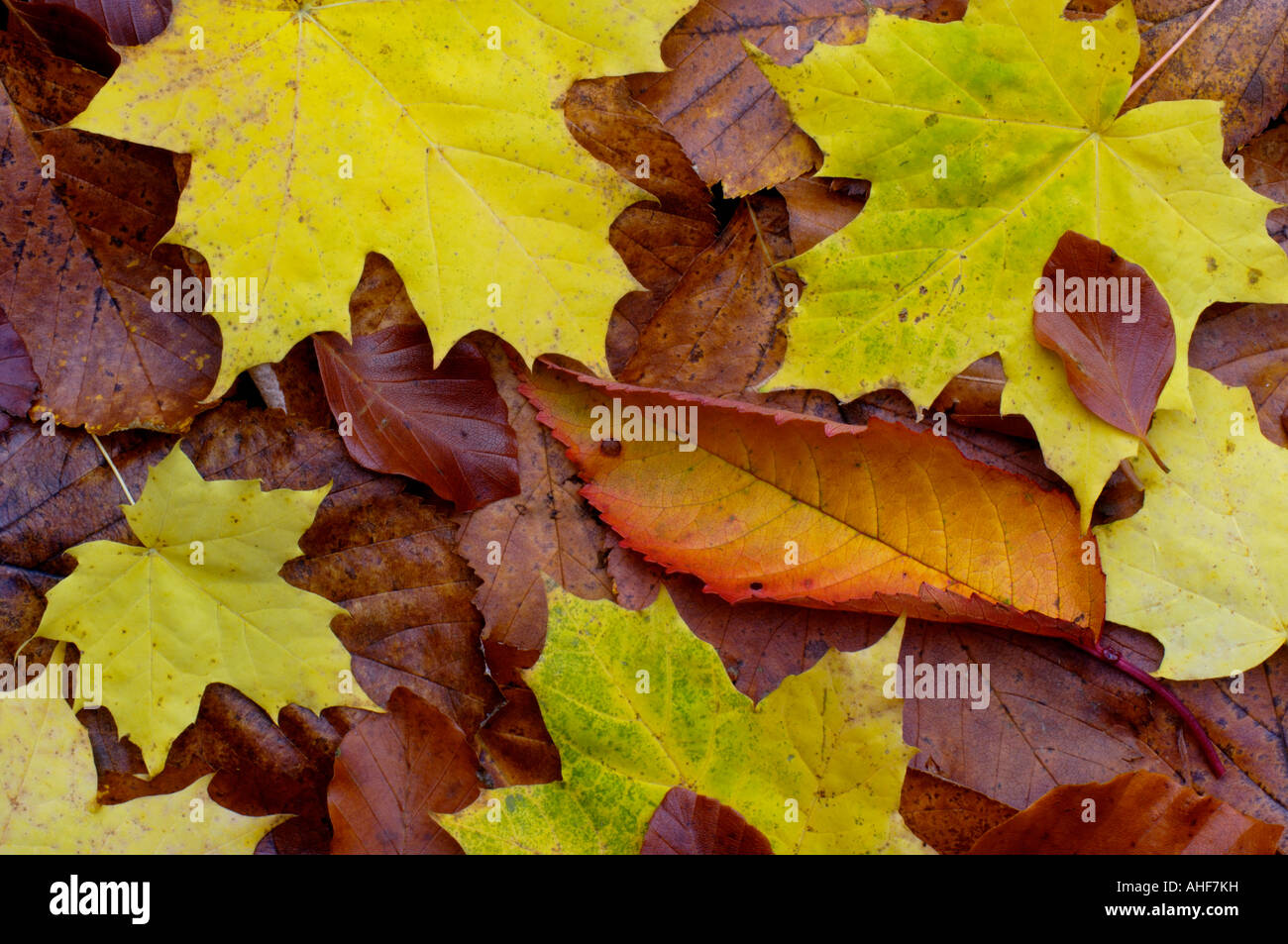 fallen autumn leaves cairngorms national park highlands scotland Stock ...