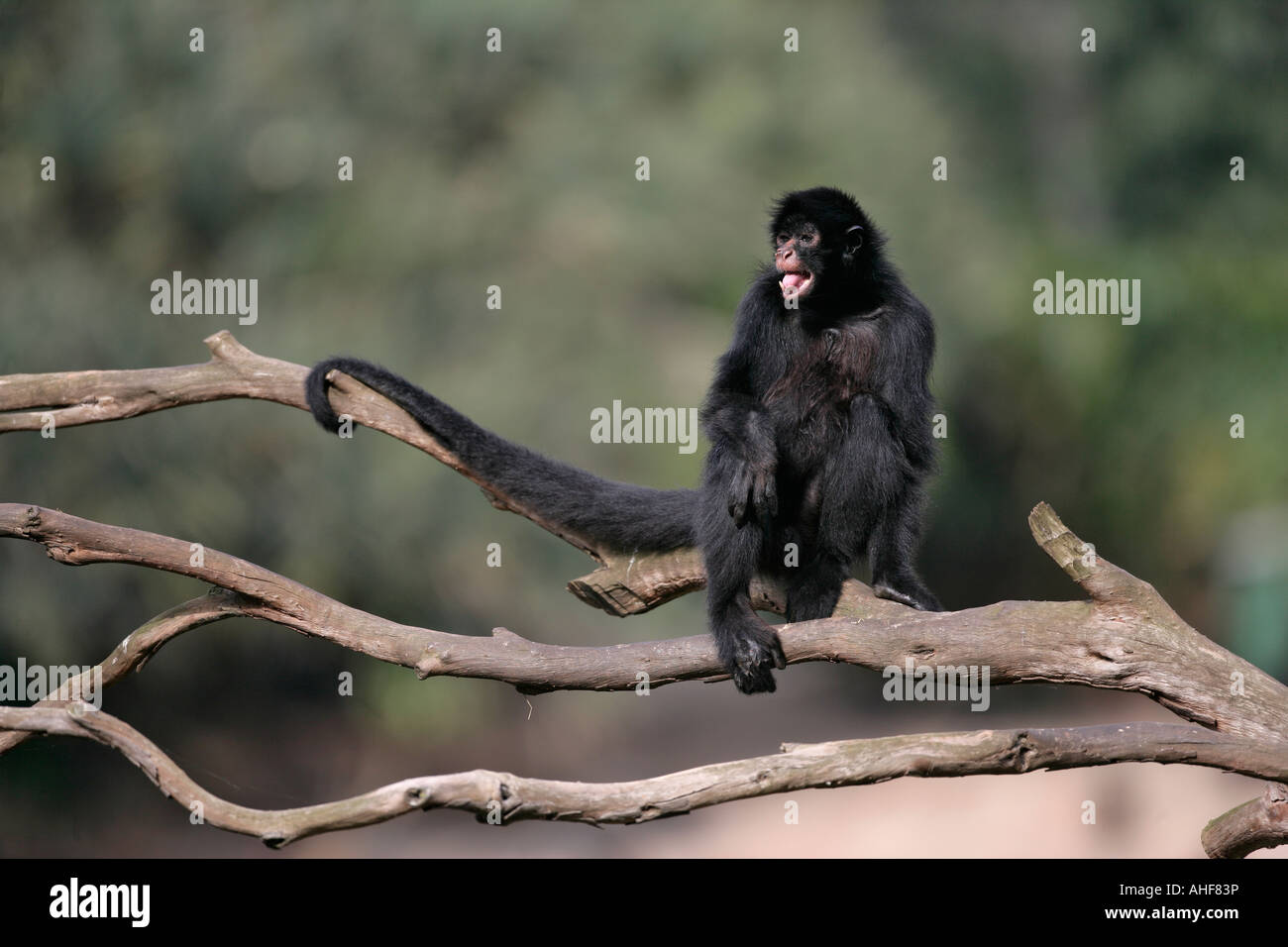 Black faced spider monkey Ateles chamek Brazil Stock Photo - Alamy