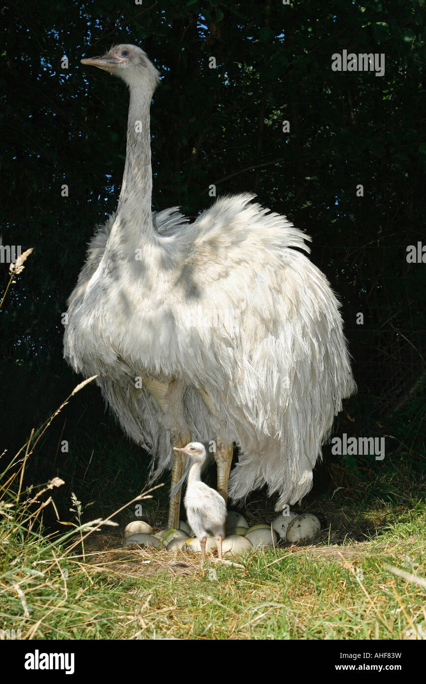 Male rhea eggs hi-res stock photography and images - Alamy