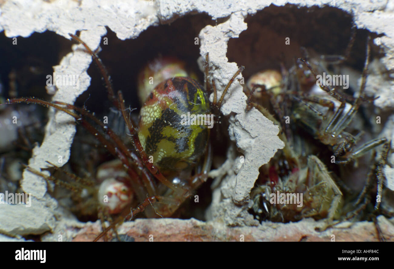 Spiders life cycle hi-res stock photography and images - Alamy