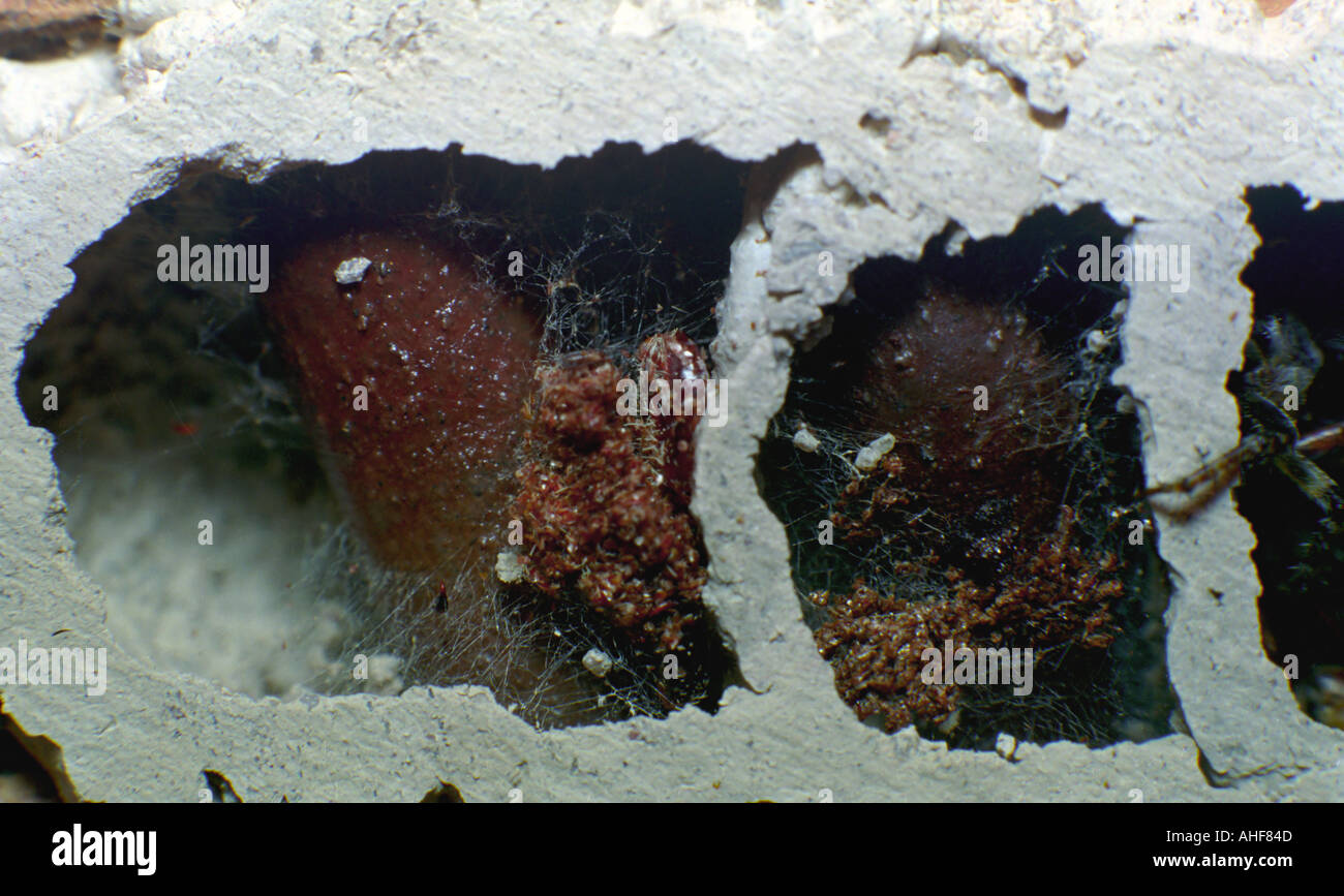 spider wasp pupae Stock Photo - Alamy