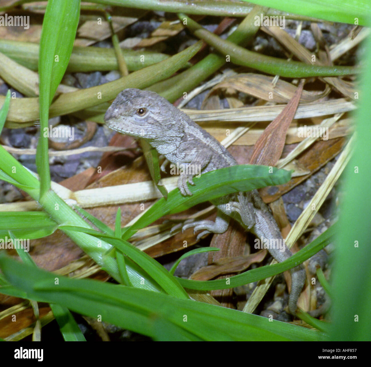 small lizard NSW Stock Photo - Alamy
