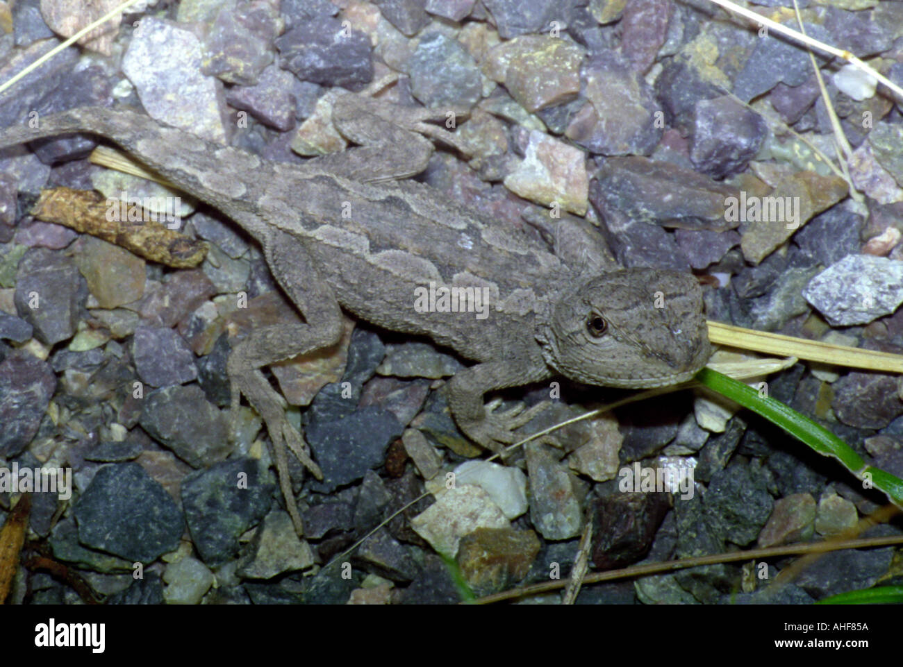 small lizard NSW Stock Photo - Alamy
