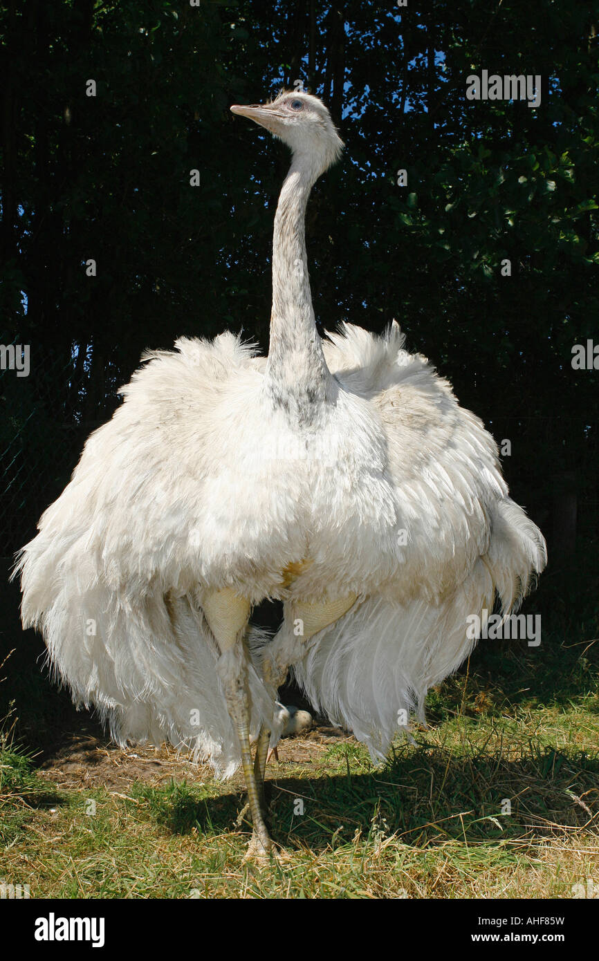 Greater Rhea (Rhea americana). Leucistic female standing Stock Photo ...