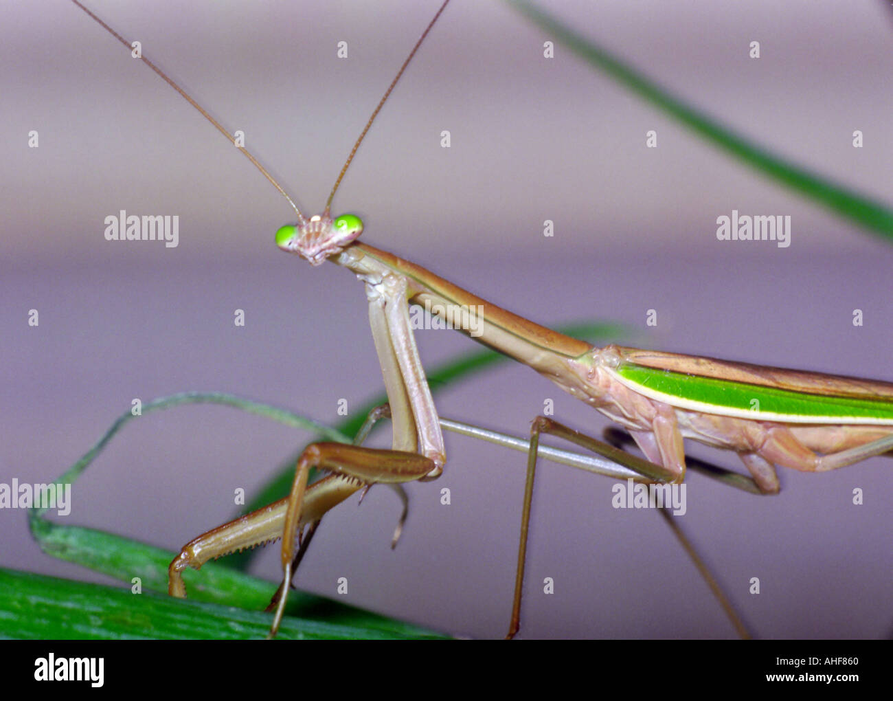 Praying mantis insect nsw australia eyes antennae startled hi-res stock ...