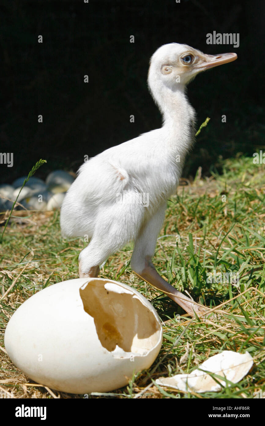 Greater Rhea (Rhea americana) . Newly hatched white chick Stock Photo ...