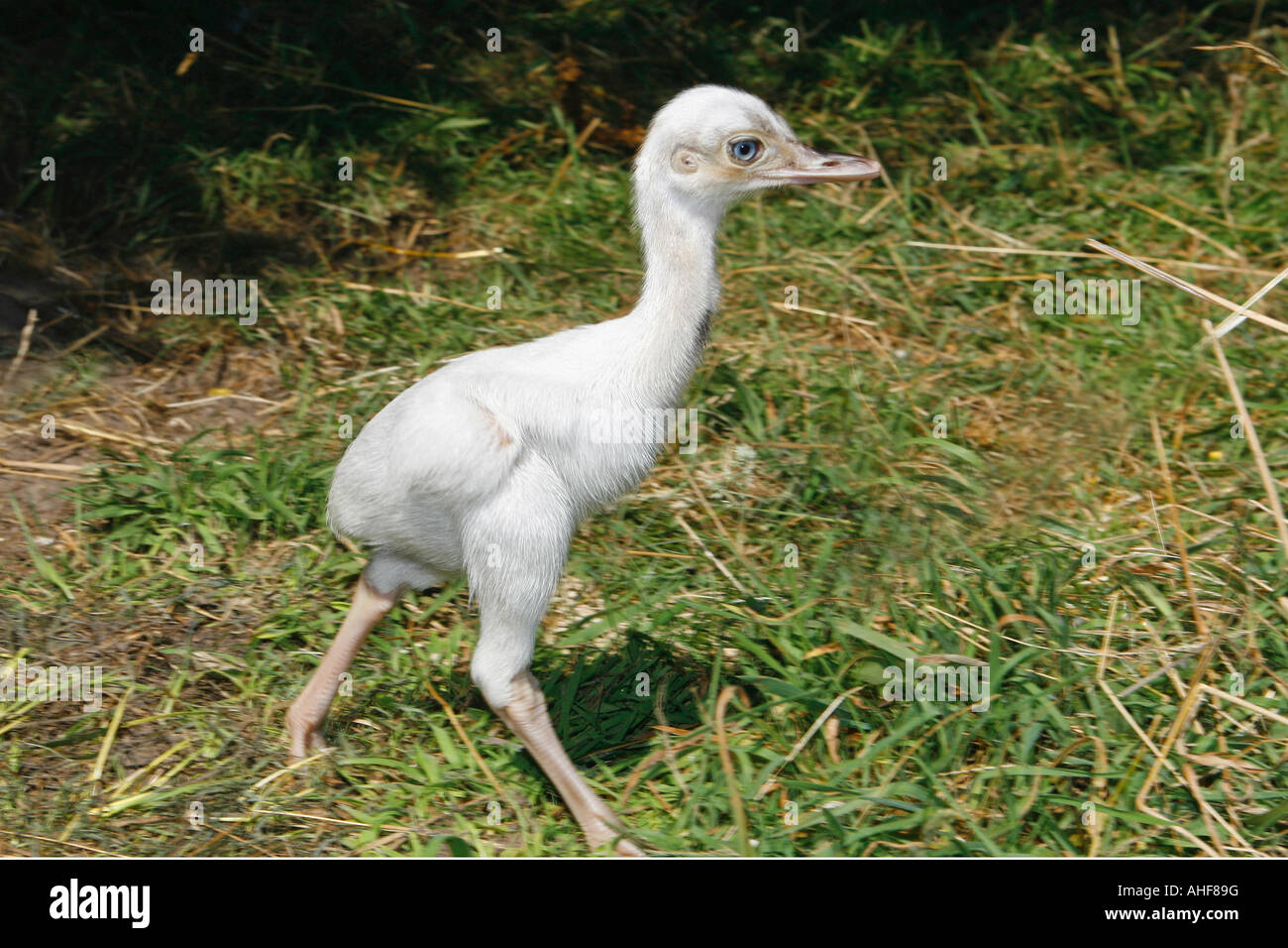 Rhea Stands High Resolution Stock Photography and Images - Alamy