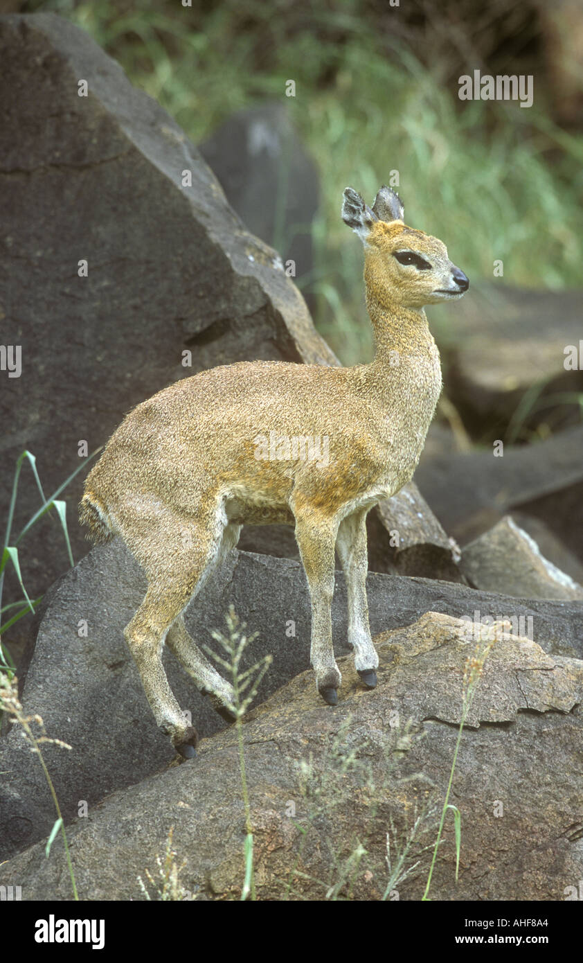 Klipspringer jump hi-res stock photography and images - Alamy