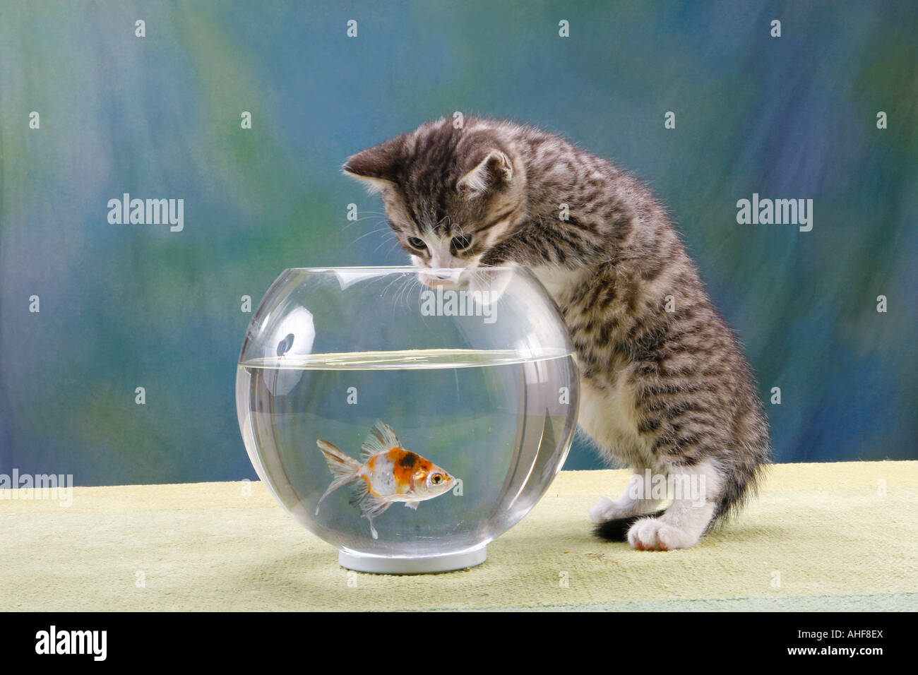kitten looking into fishbowl Stock Photo - Alamy