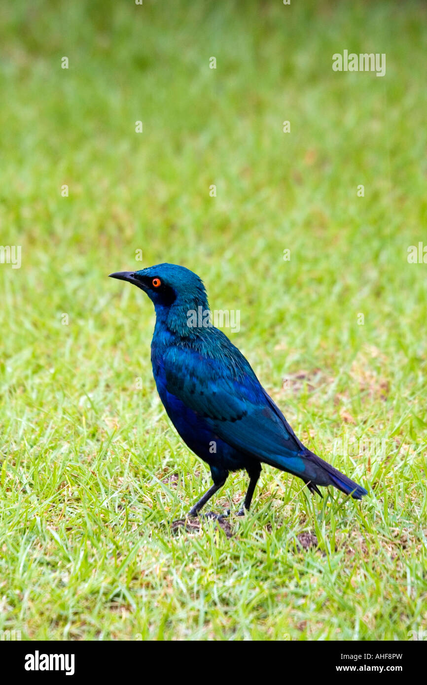 Purple glossy starling purple starling hi-res stock photography and ...