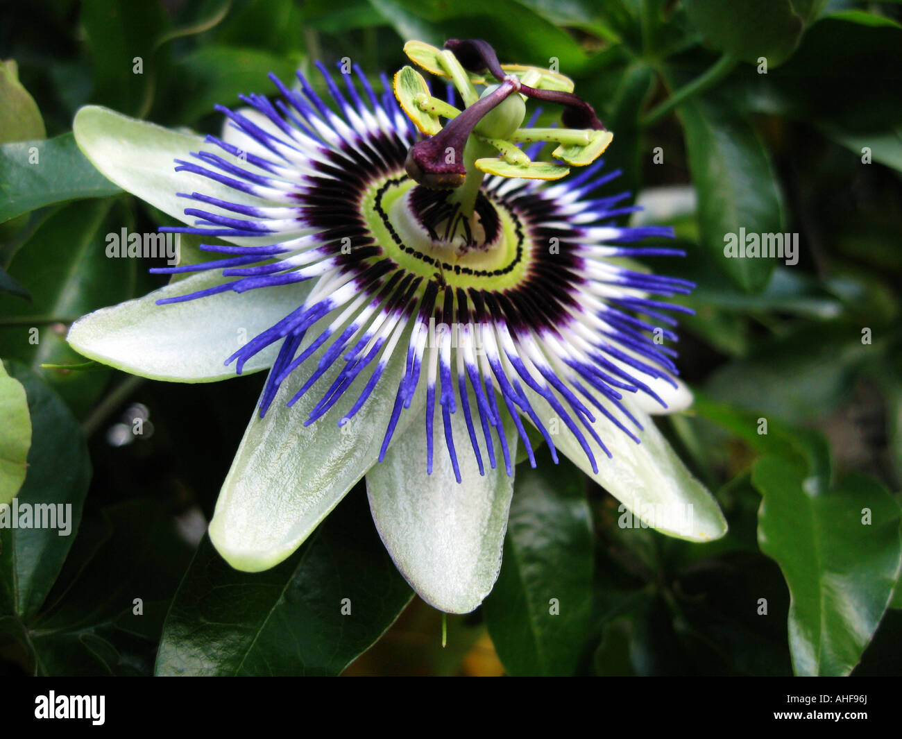 Giant granadilla passiflora quadrangularis hi-res stock photography and ...