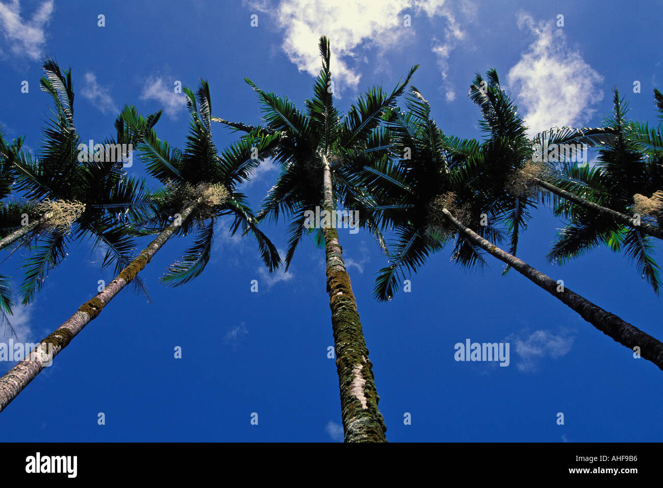 Worms Eye View Of Palm Trees Against Blue Sky And White Clouds Hilo ...