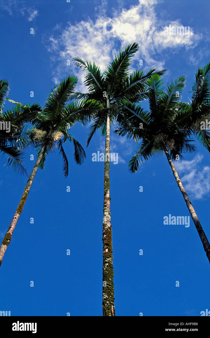 Worms Eye View Of Palm Trees Against Blue Sky And White Clouds Hilo ...