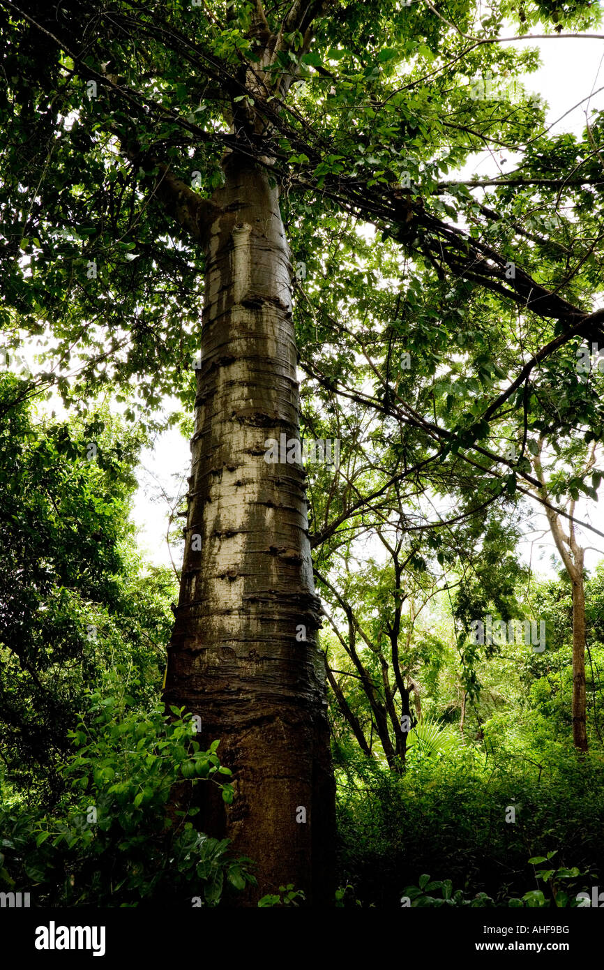 Baobab tree hi-res stock photography and images - Alamy