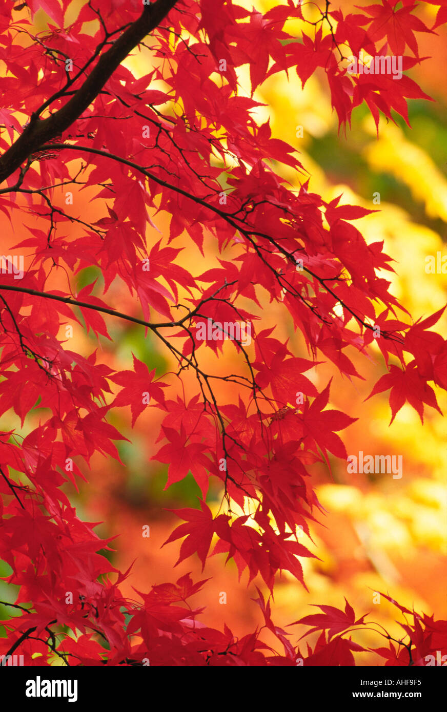 Maple Tree With Fall Foliage University Of Washington Arboretum Seattle ...
