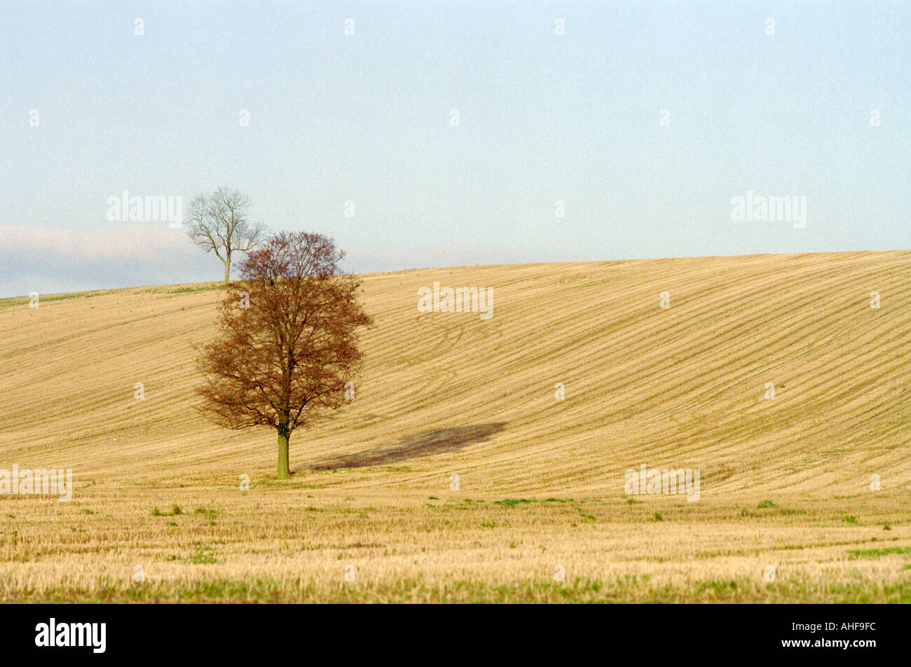 Tree in a Wheat Stubble Field, Chilterns, Hertfordshire Stock Photo - Alamy