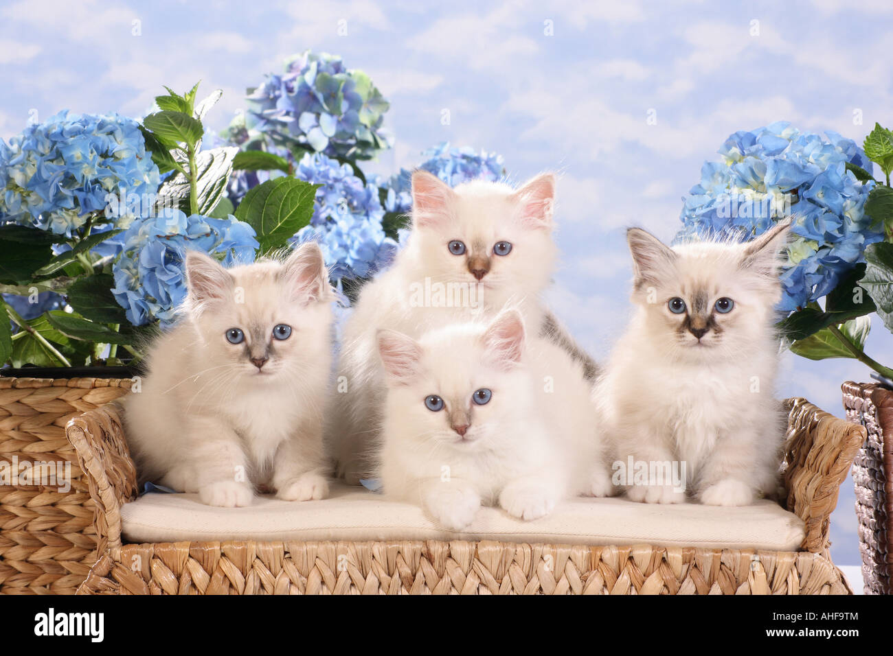 four Sacred cat of Burma kittens on bench Stock Photo - Alamy