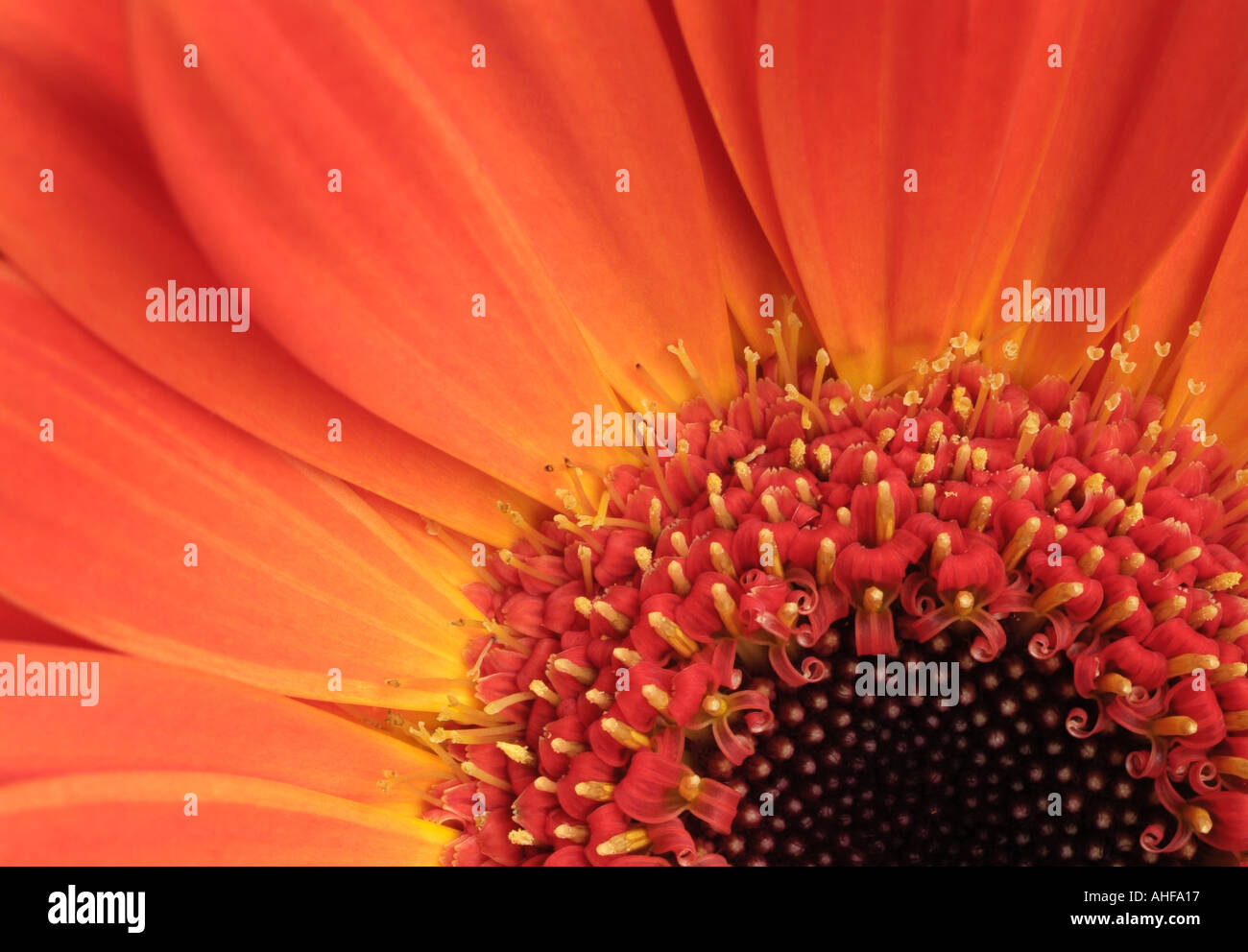 Orange Gerber Daisy, Close Up Stock Photo - Alamy