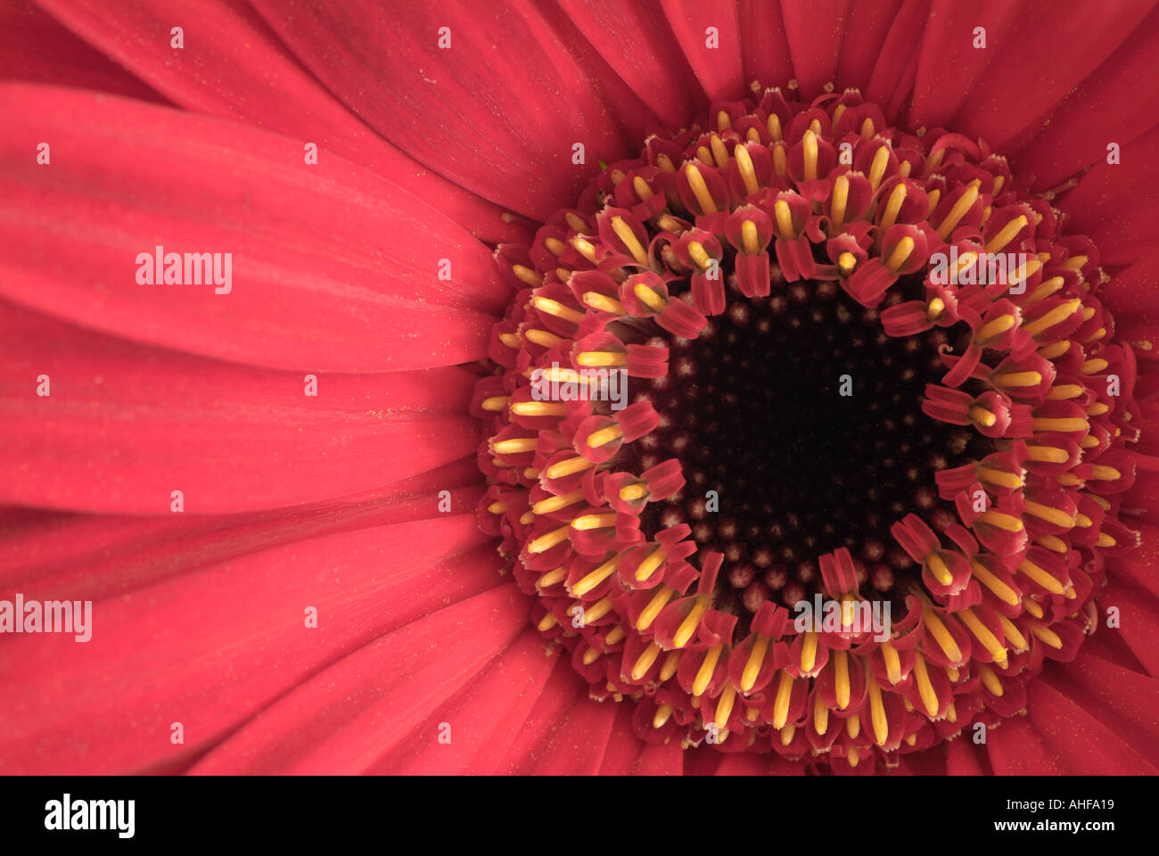 Red Gerber Daisy, Close Up Stock Photo - Alamy