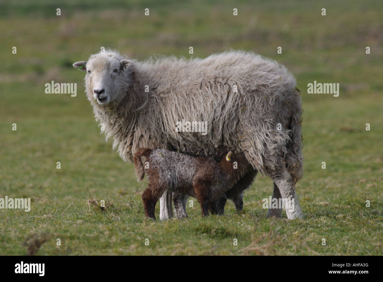 Sheep suckling lamb feeding hi-res stock photography and images - Alamy
